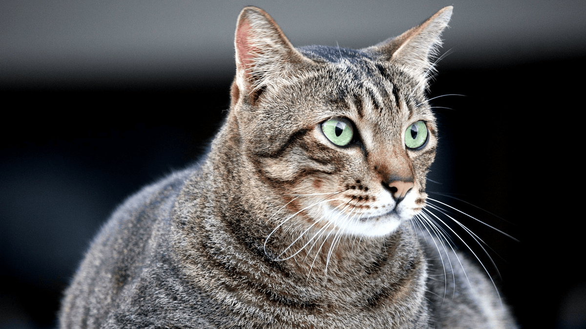 Your cat may be overweight and you don't realize it: find all the signs ...