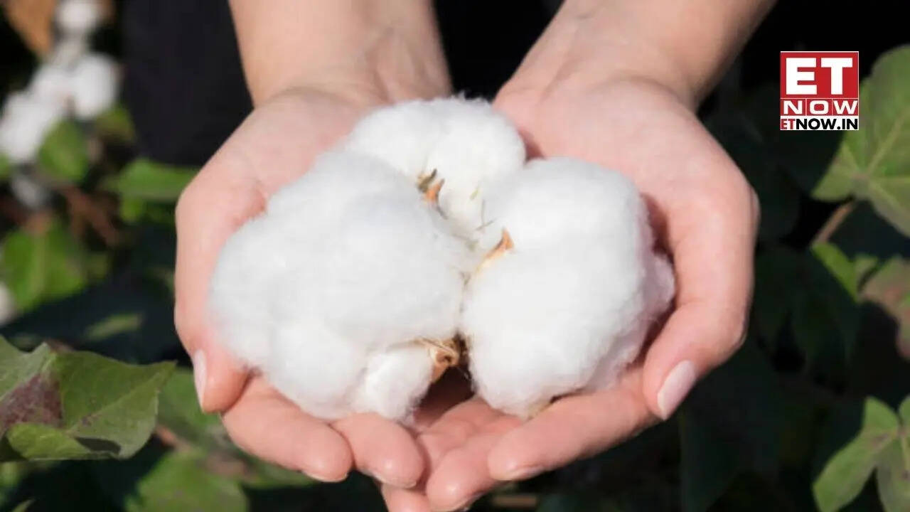 Govt reviewing cotton import duty cut as industry flags rising costs ...