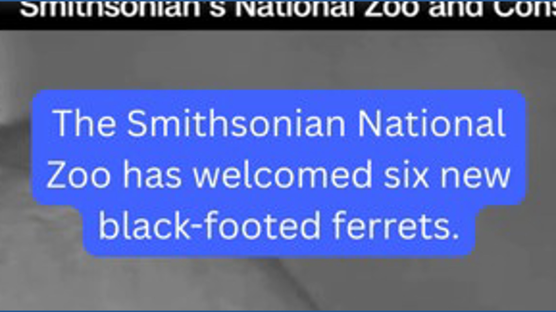 National Zoo in DC welcomes new black-footed ferrets