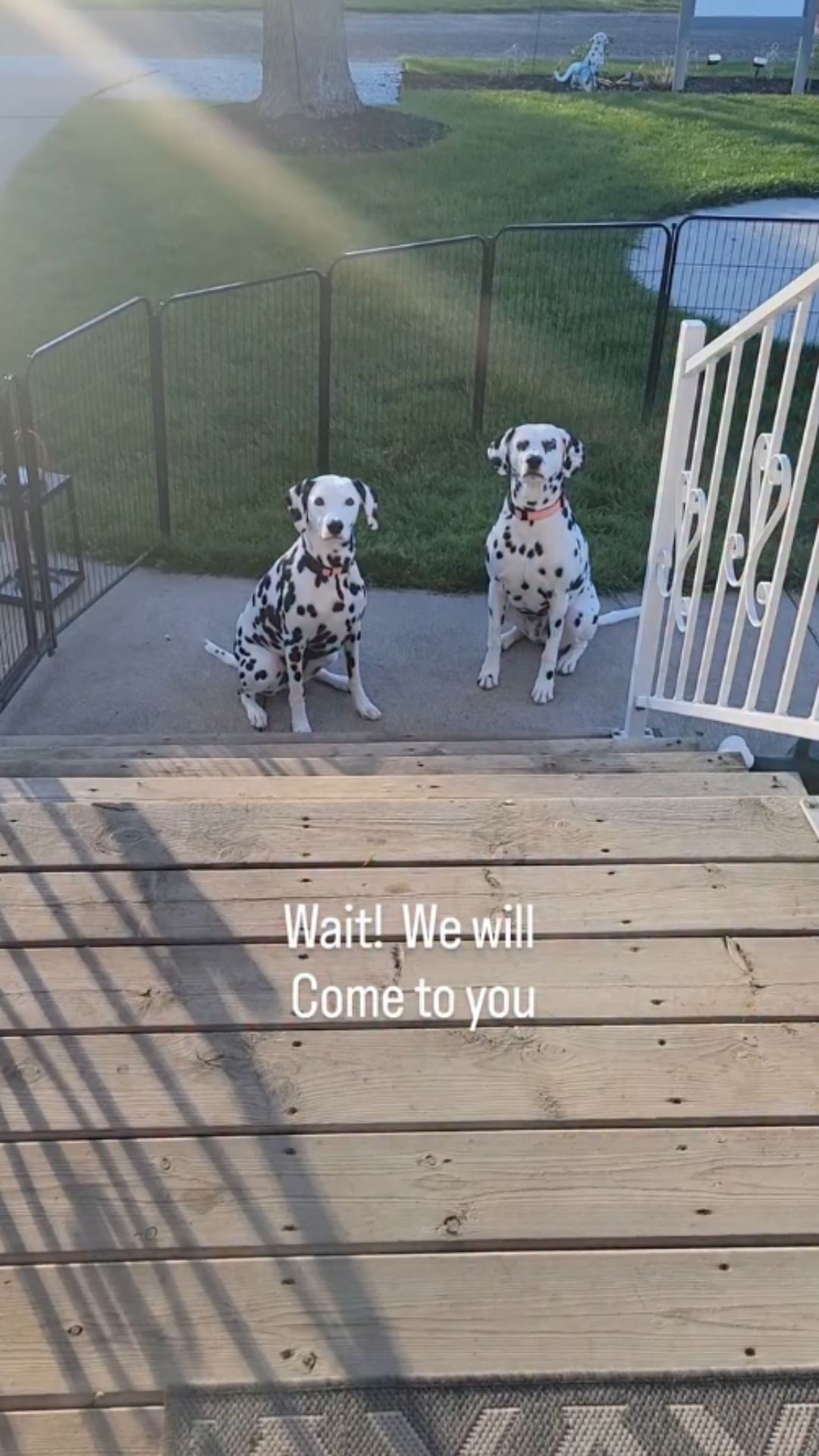 Cute dog moments perfect for a Canadian long weekend