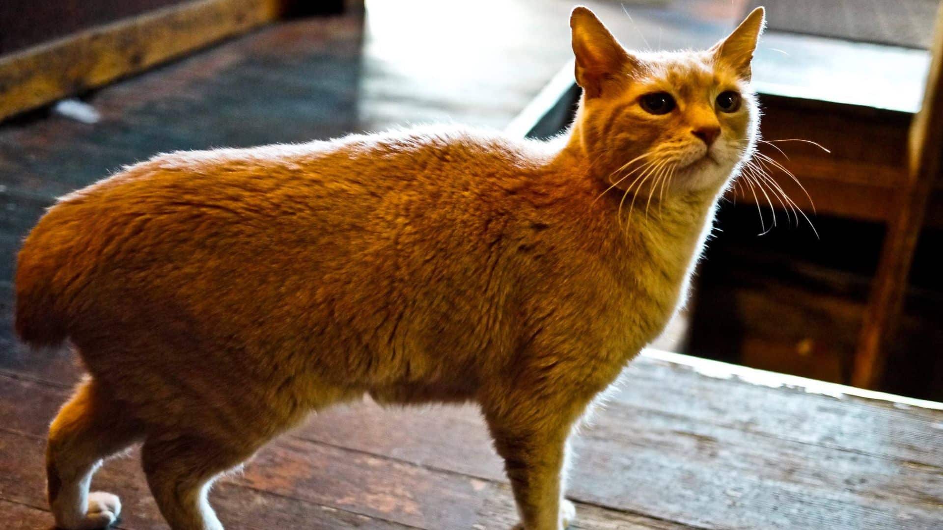 Real animals who took on very human roles
