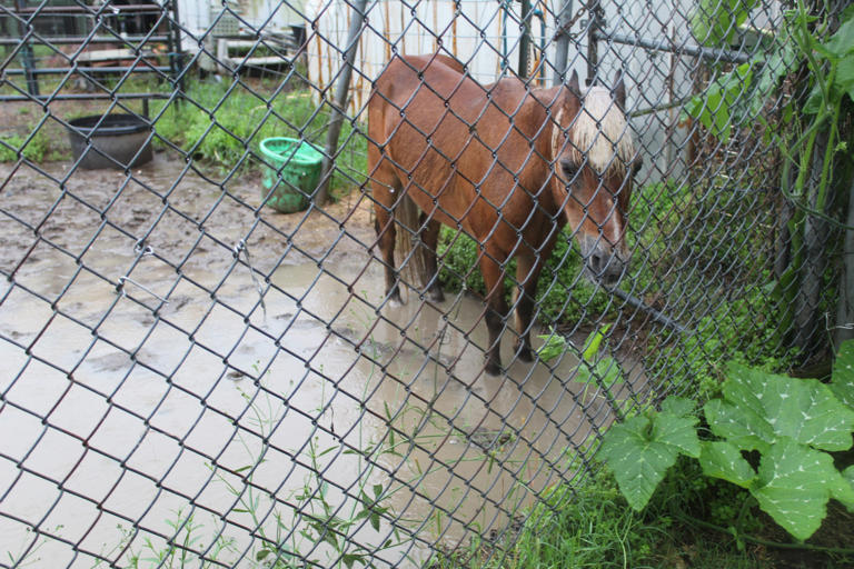 Woman arrested after dozens of animals found in unsafe conditions in St ...