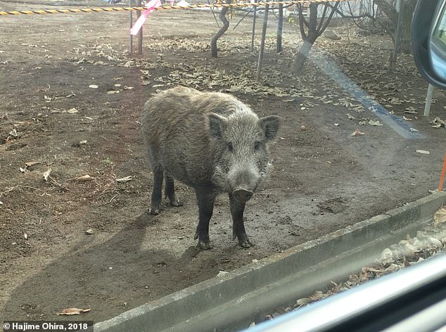 Mutant 'super pigs' develop alarming new abilities in nuclear fallout zone
