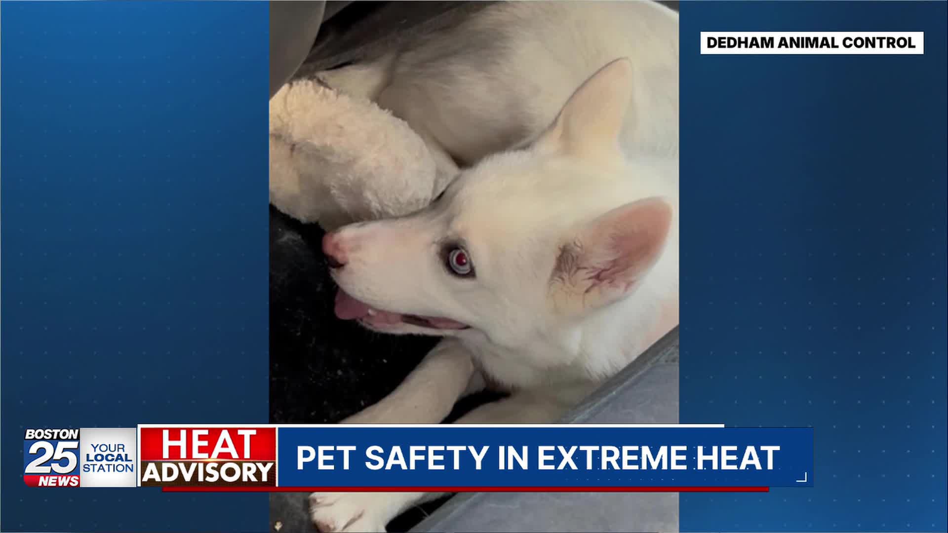 Puppy left inside 100-degree car at Legacy Place in Dedham