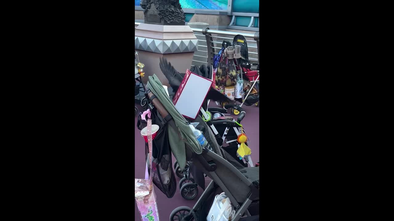 Mischievous crow steals bag of bread from stroller at Disney park