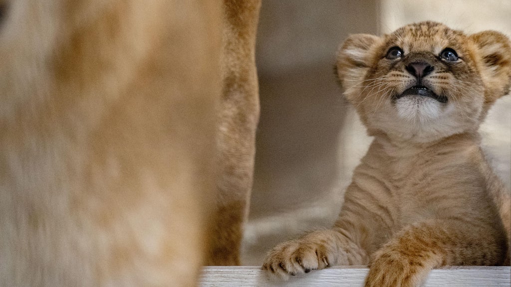 Pittsburgh Zoo announces the birth of brand-new lion cub