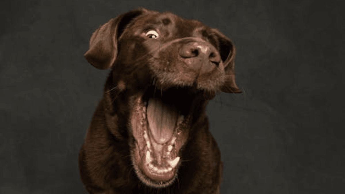 What your dog's barking could really mean: Here's what veterinarians say