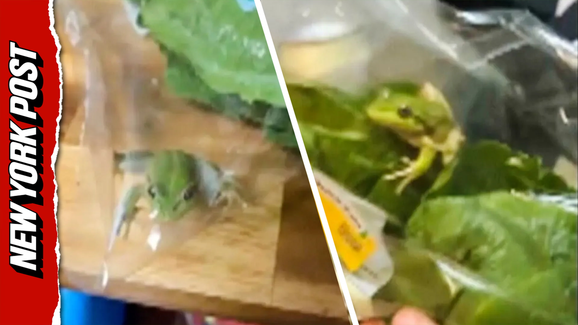 Lettuce introduce you to the live frog found in a grocery store salad bag