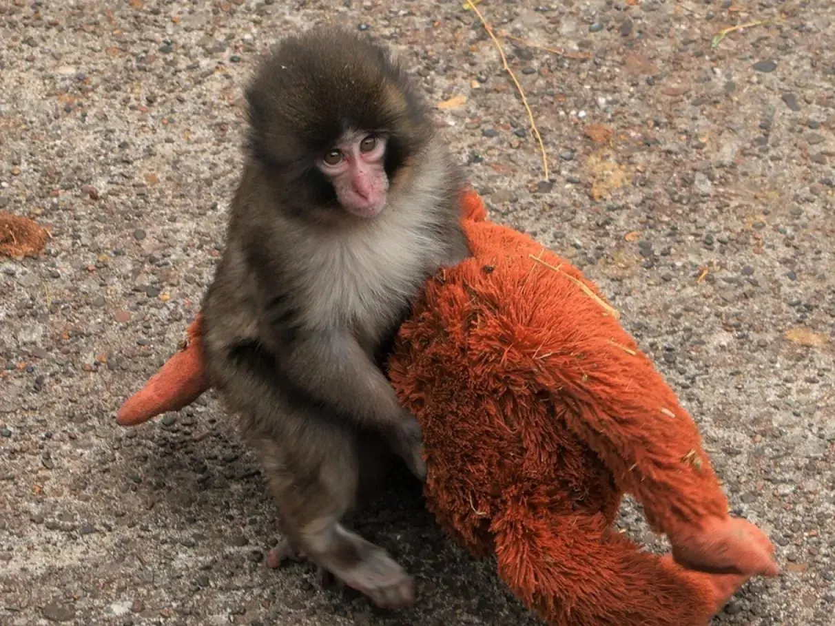 Homem fantasiado invade área de Punch, o macaco que viralizou ao se ...