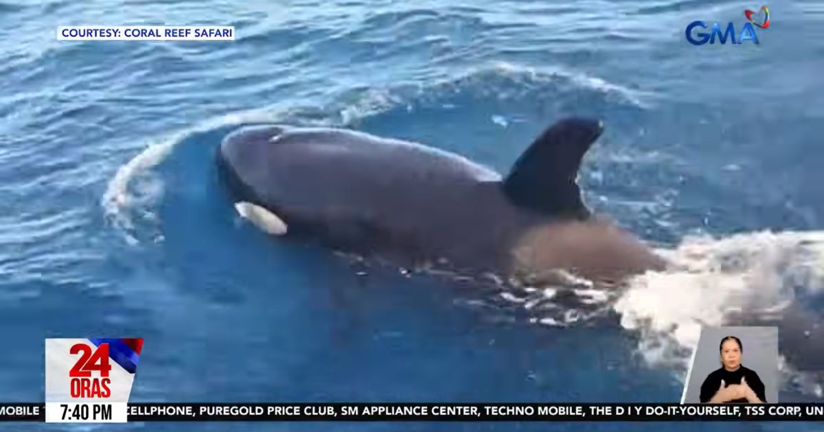 Killer whales spotted in Verde Island passage