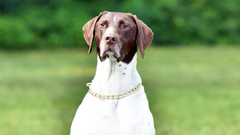Oneida County K-9 officer passes after cancer diagnosis