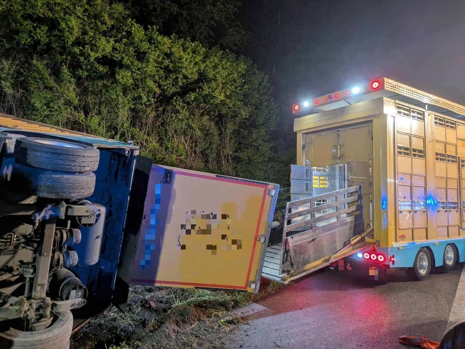 „Mehrere Tiere kamen zu Schaden“: Schweine-Transporter verunglückt – A1 ...