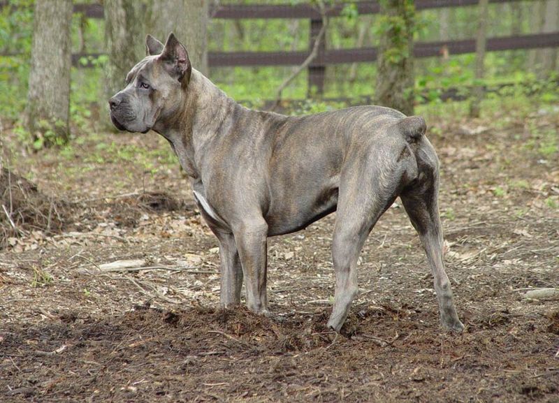 11 fearless dog breeds ever known, plus 3 steady and dependable breeds