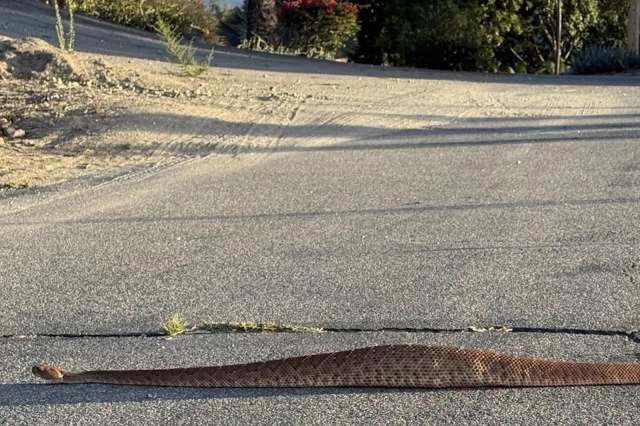 'Never seen such a fat snake': Rattlesnake photo stuns viewers