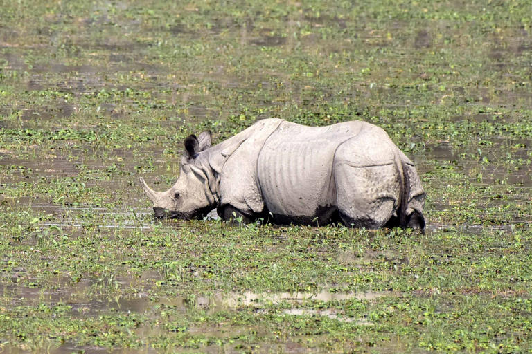 This trending footage of a newborn rhino is winning the internet