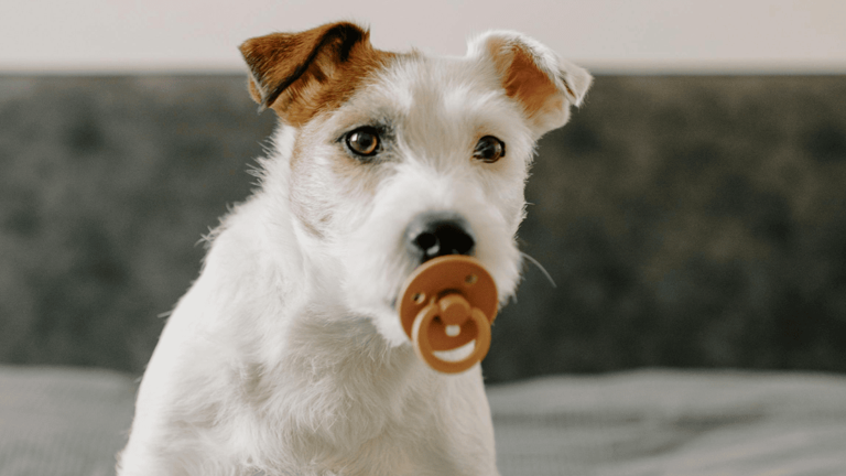 Experts reveal the emotional reason dogs bring you random objects