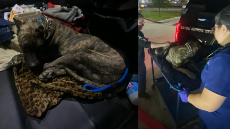 Dickinson dog rescue: 'Tupac' saved after 3 days at bottom of hill with ...