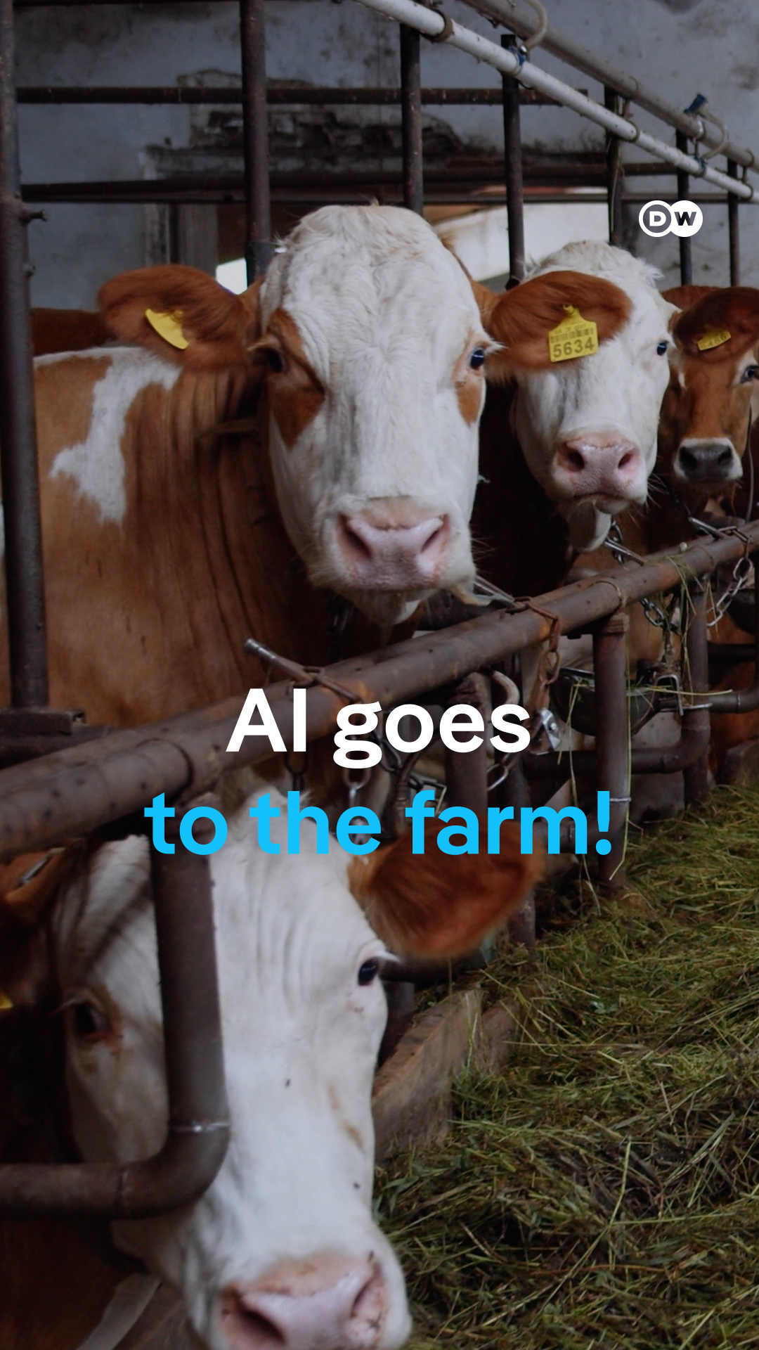AI monitors animal behavior
