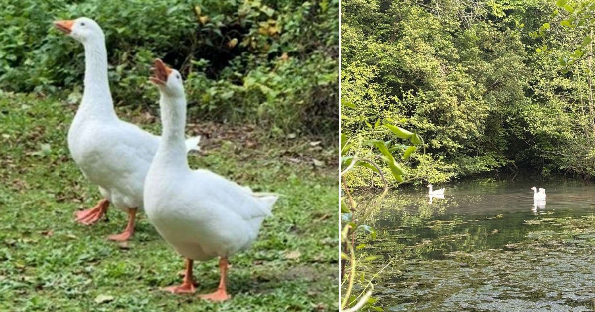 Goose named Gandalf is 'kidnapped' – leaving pal 'Ryan Gosling' devastated