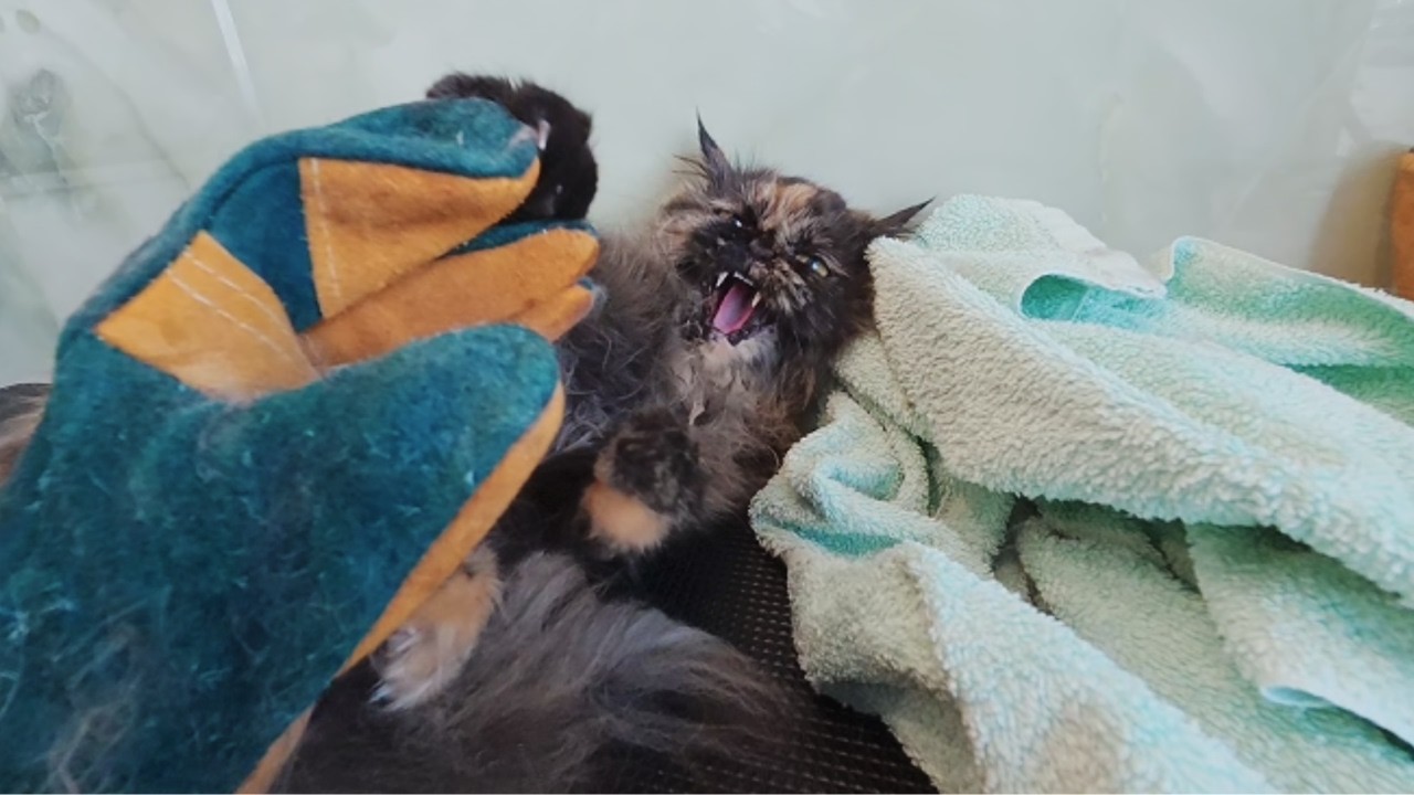 Muffin the spicy cat shocked her owner 🙀
