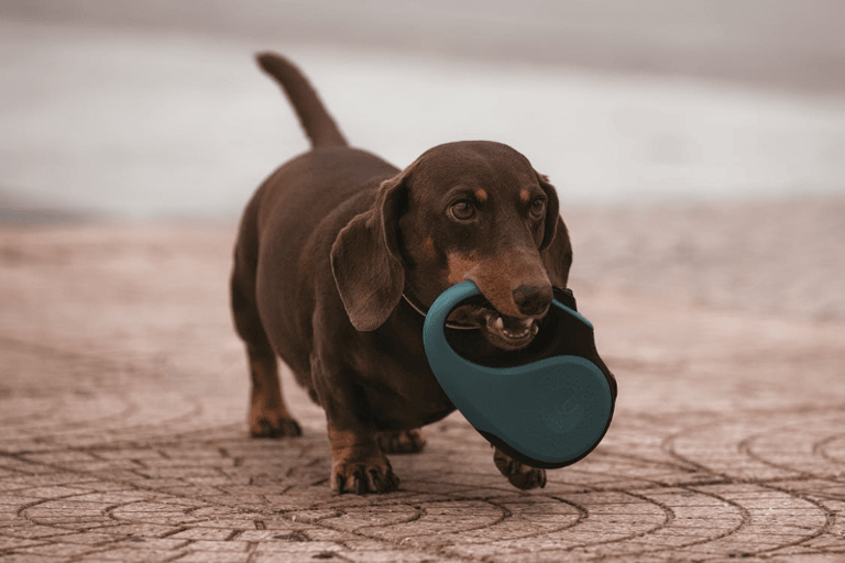 Experts reveal the emotional reason dogs bring you random objects