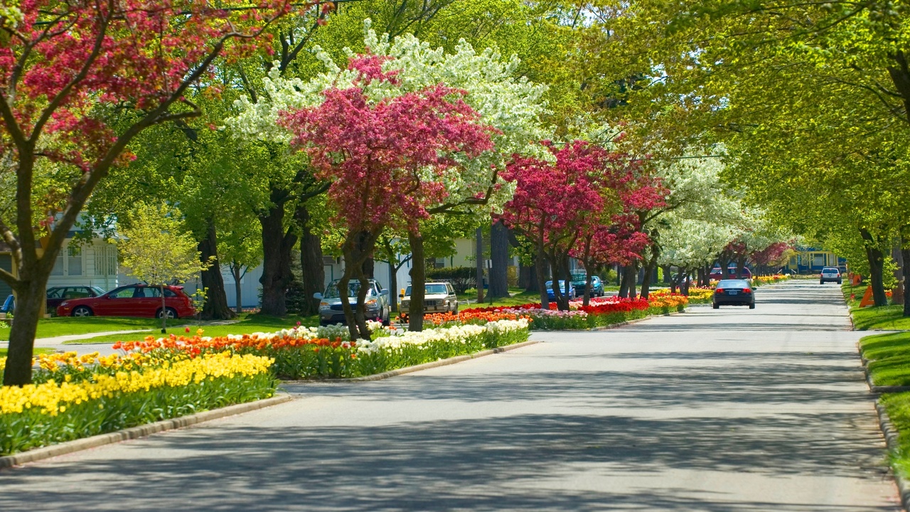 Holland, Michigan has real windmills, wooden shoe shops, and melts its ...