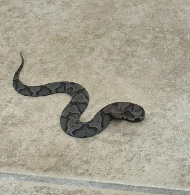 Homeowner shares photo of mystery snake spotted in North Carolina basement