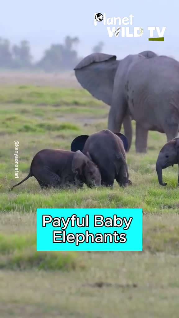 Baby elephants clash in playful battle of strength