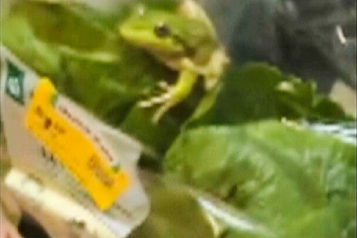 Crazy Frog played as frog found inside salad bag released