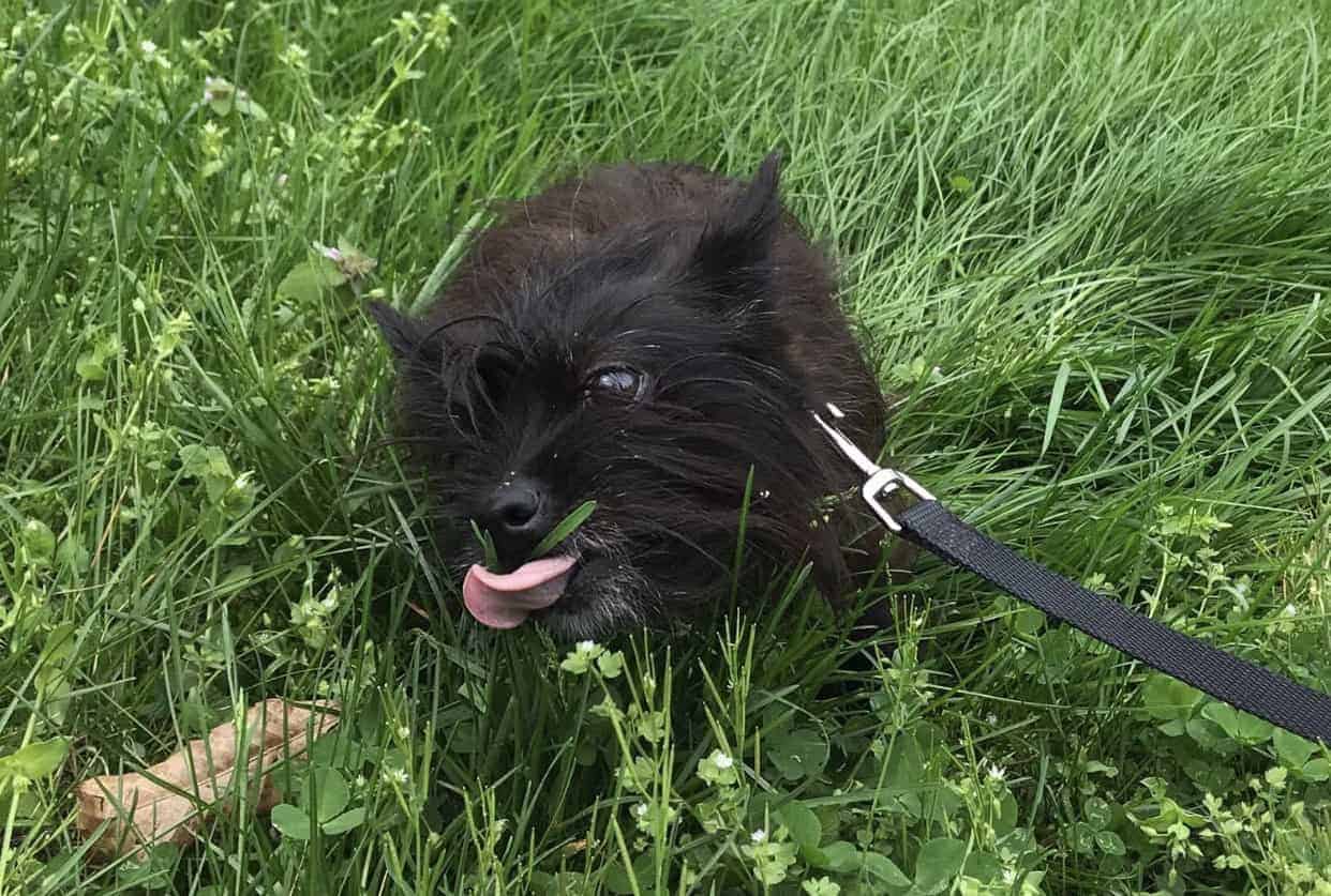 12 health risks of leaving dog poop in your yard