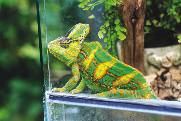 Brits are going crazy for pet snakes and it’s getting out of hand