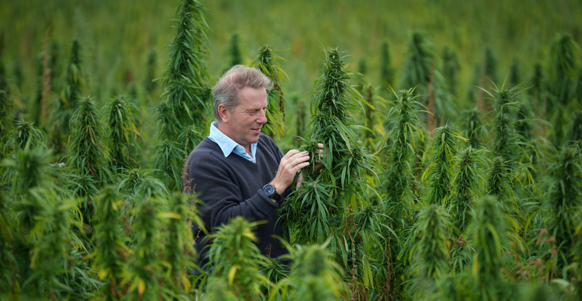 Everything you need to know about CBD