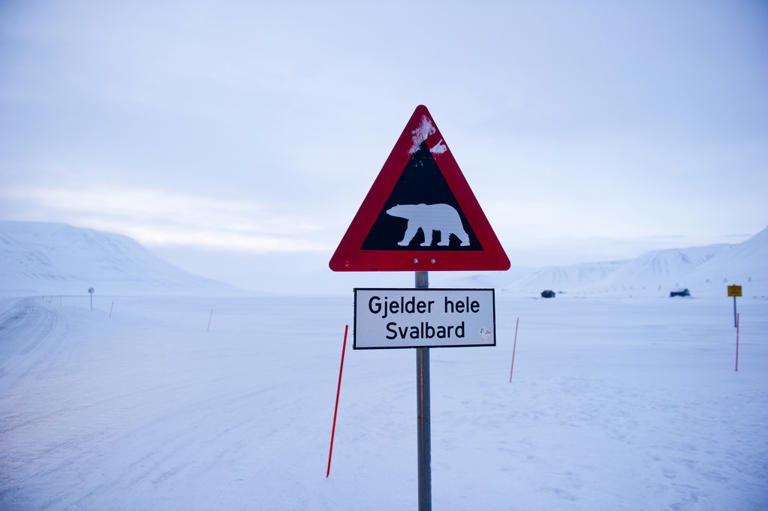 Död isbjörn på Svalbard hade fågelinfluensa
