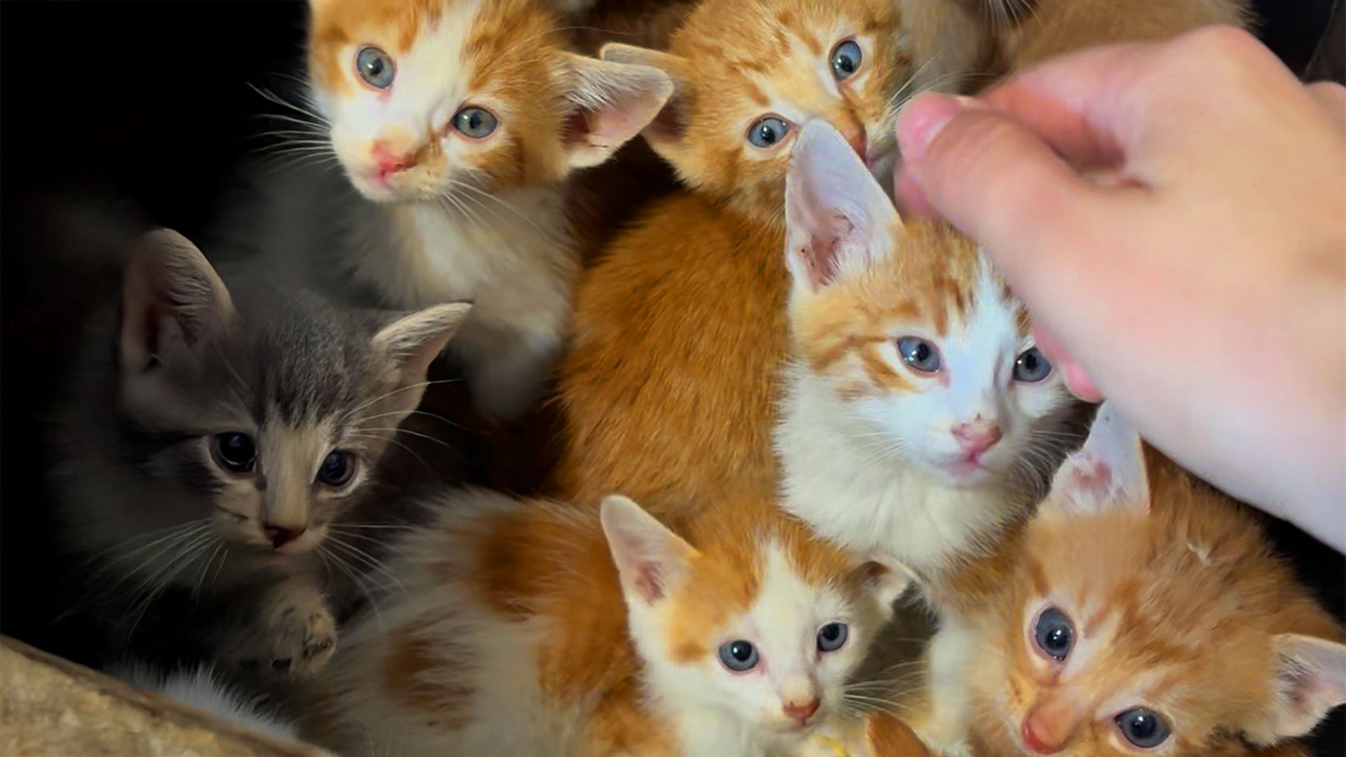 Thirteen kittens show up in Amazon boxes… and this couple says "Sure!"