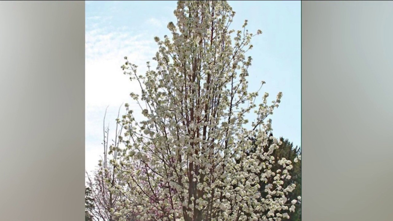 Illinois to ban sale of invasive Callery pear trees | ChicagoNOW