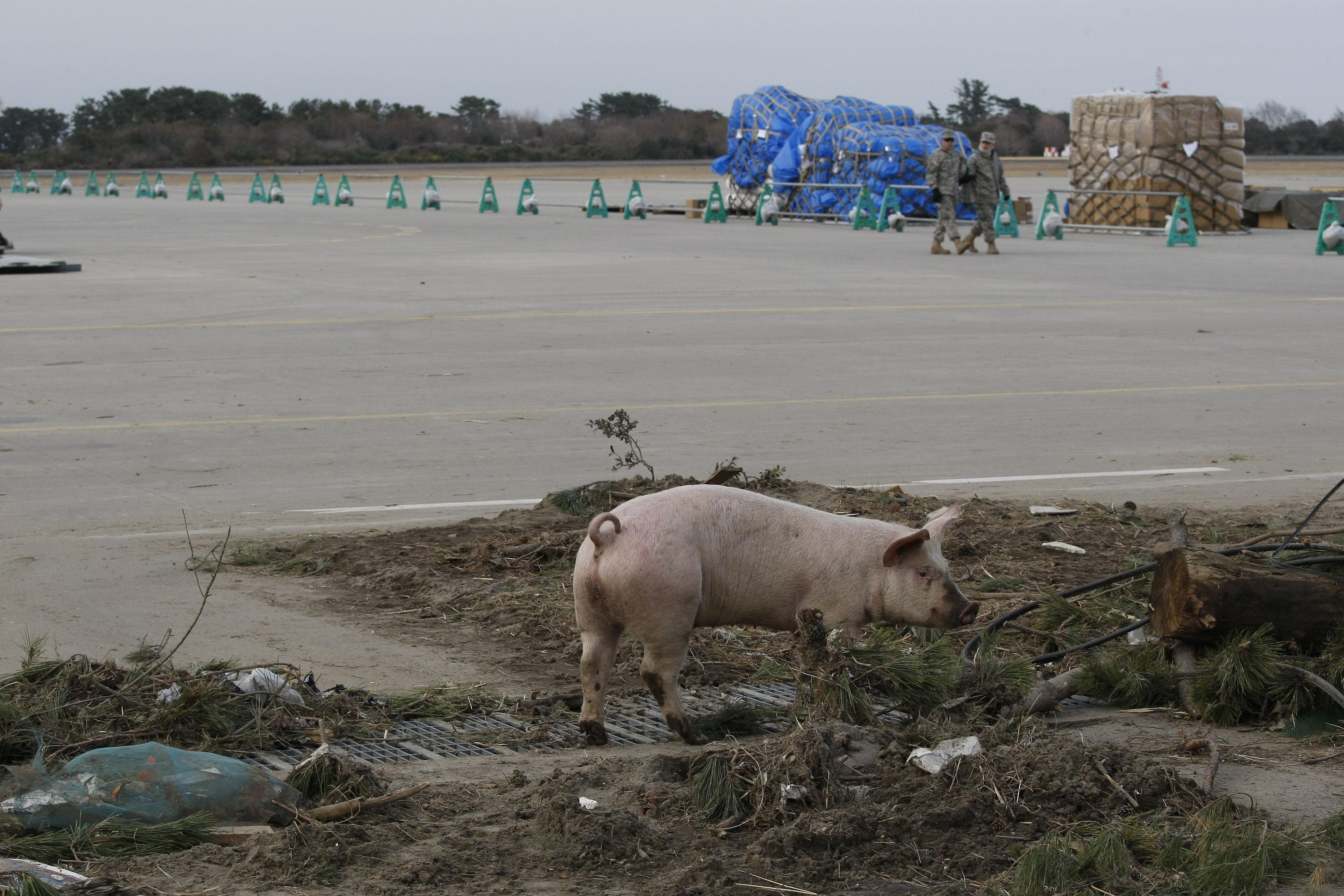 Mutant 'super pigs' developing in nuclear fallout zone near Fukushima