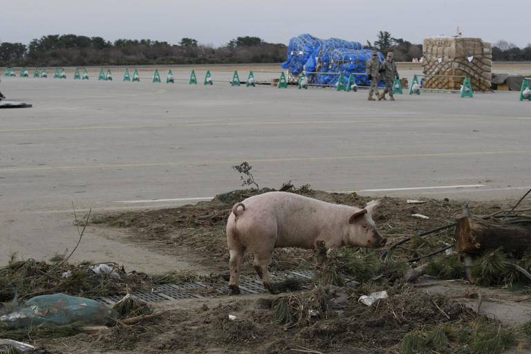 Mutant 'super pigs' developing in nuclear fallout zone near Fukushima