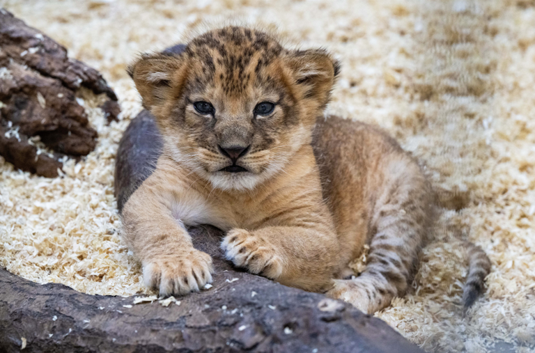 Meet the Pittsburgh Zoo's newest addition: The cutest lion cub