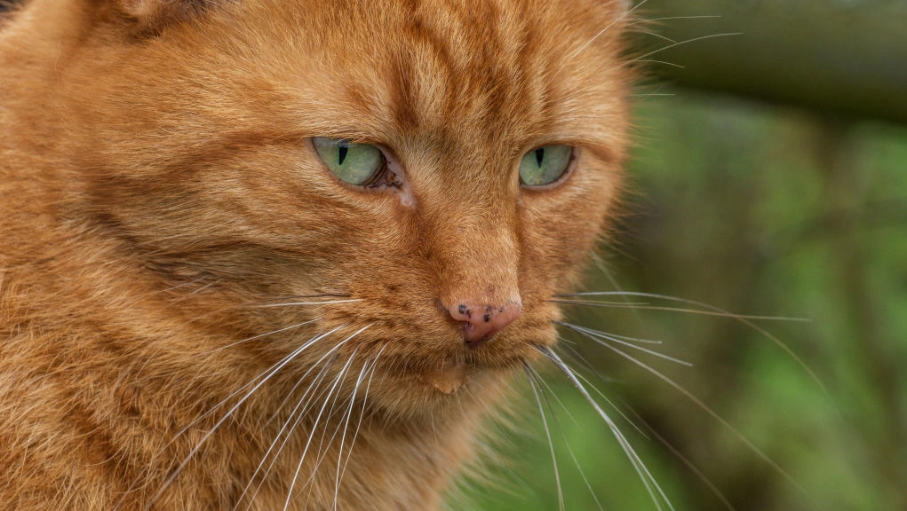Why ginger cats are mostly boys