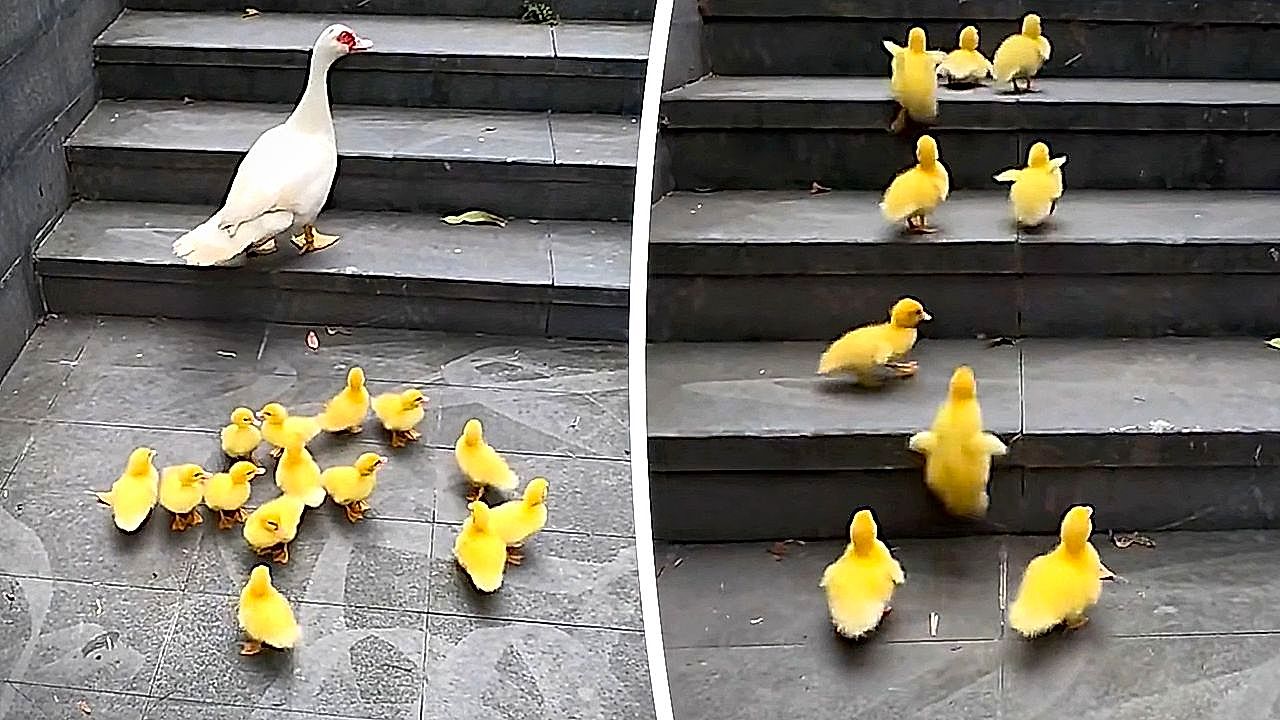 Tiny gosling finds way up stairs after struggling to keep up