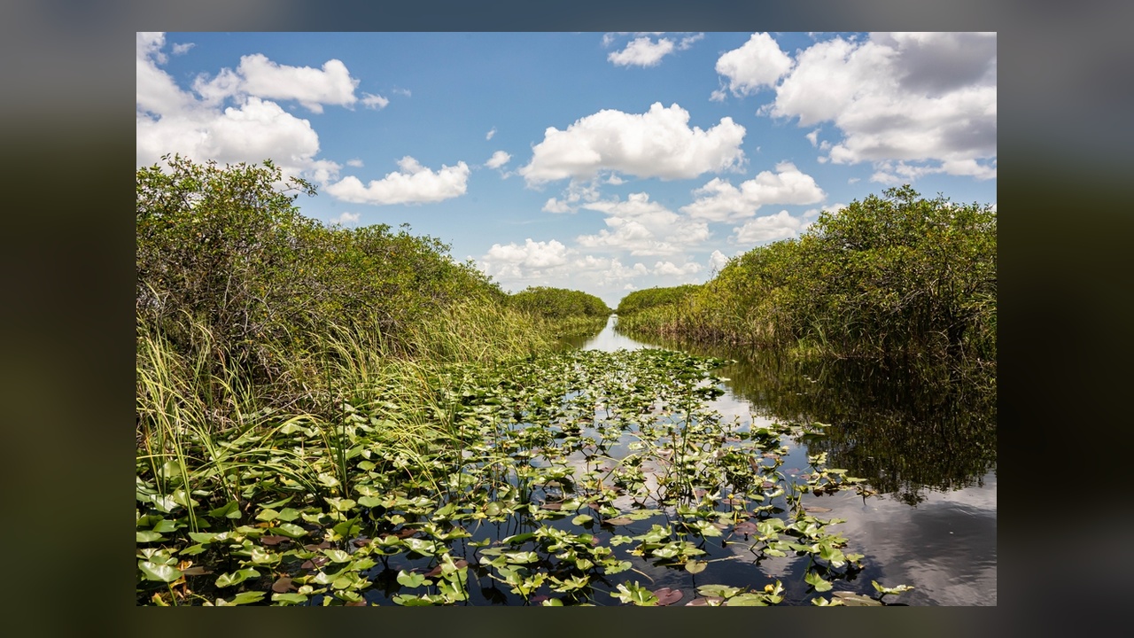 Where alligators and crocodiles actually coexist and it’s a short drive ...