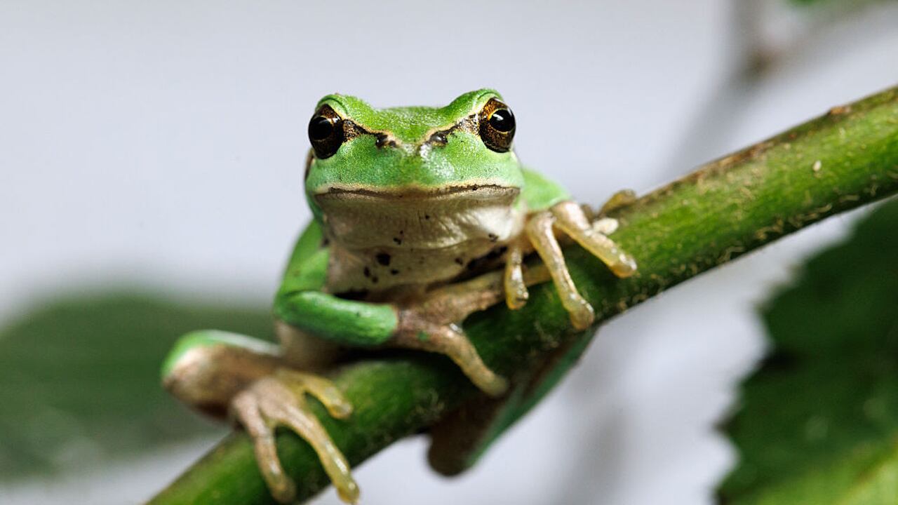 Salad days: Australian man finds live frog in bag of lettuce