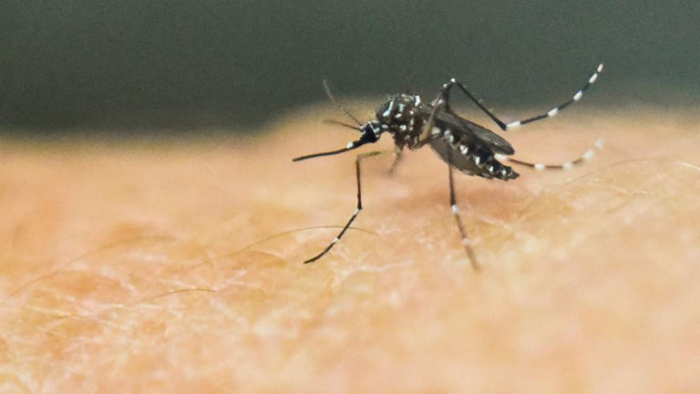 Texas reports state's 1st human case of West Nile virus this year