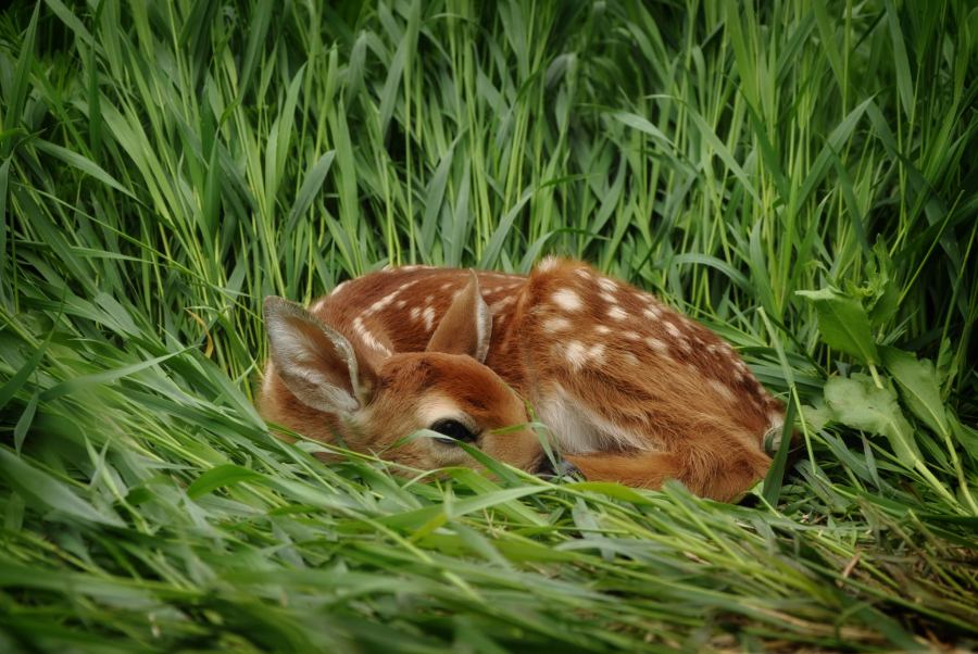 Tips to consider as fawn season returns in Ohio