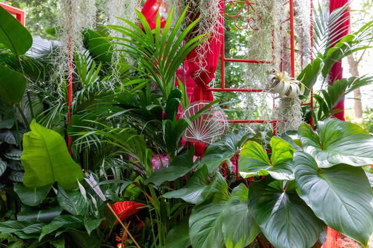 The indoor plant trends taking over the RHS Chelsea Flower Show 2026