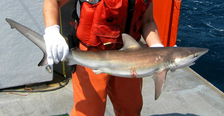 Second Species Of Shark Now Hunting For Seals Off Mass Beaches