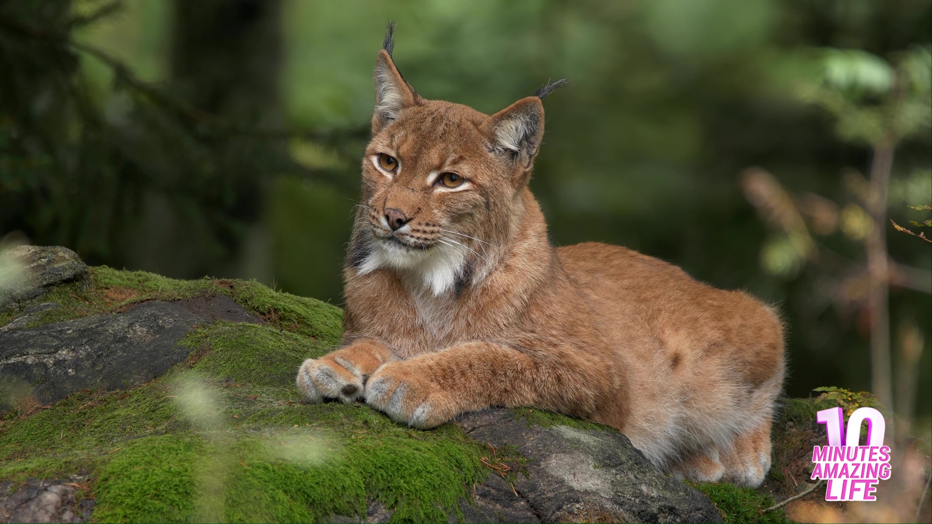 Eurasian lynx rests quietly while watching nearby forest prey