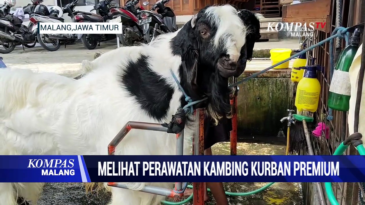 Melihat perawatan kambing kurban premium harga fantastis