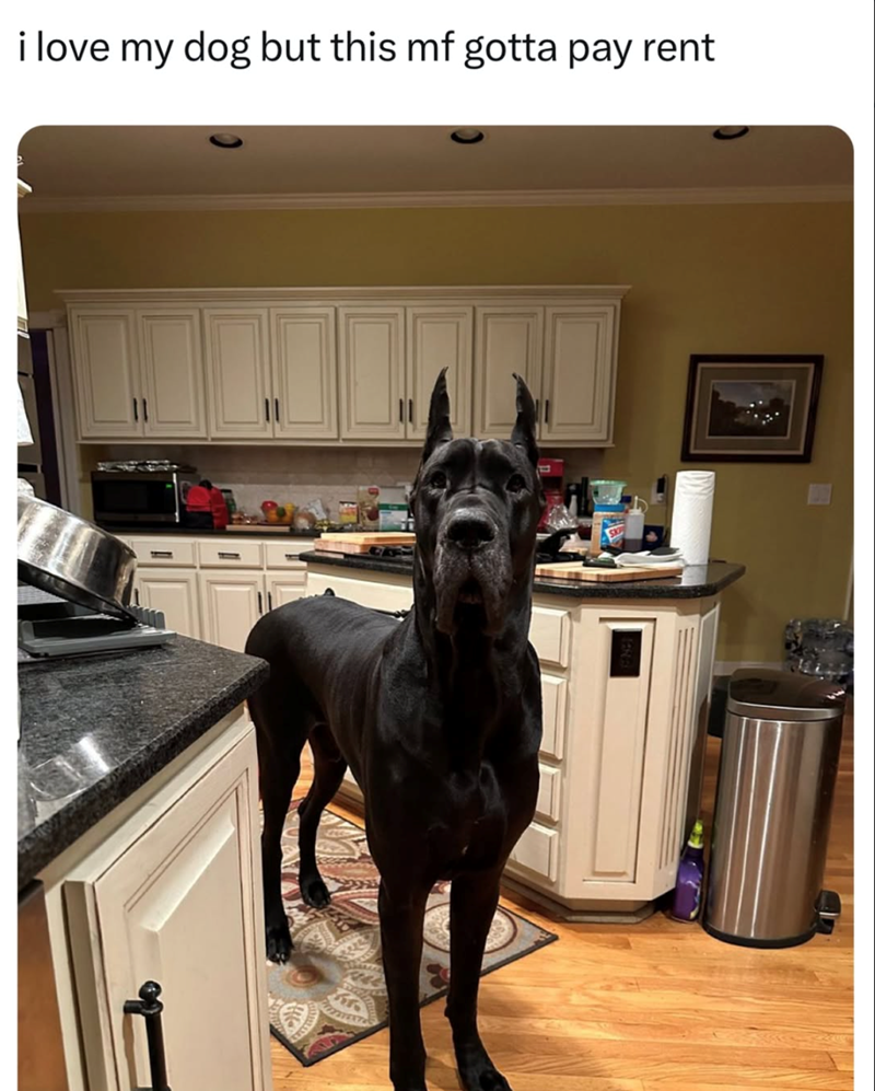 23 big dog memes for pet parents who got that dog in them