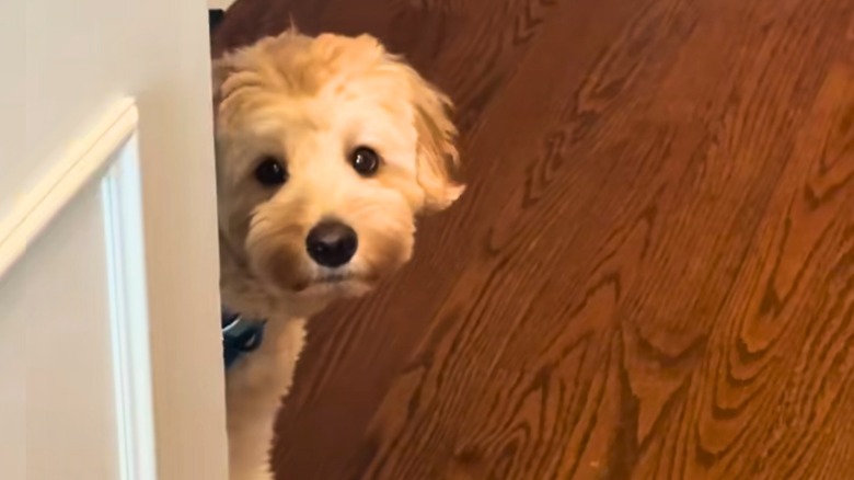 Bernedoodle puppy refusing to put his coat on goes into full toddler mode